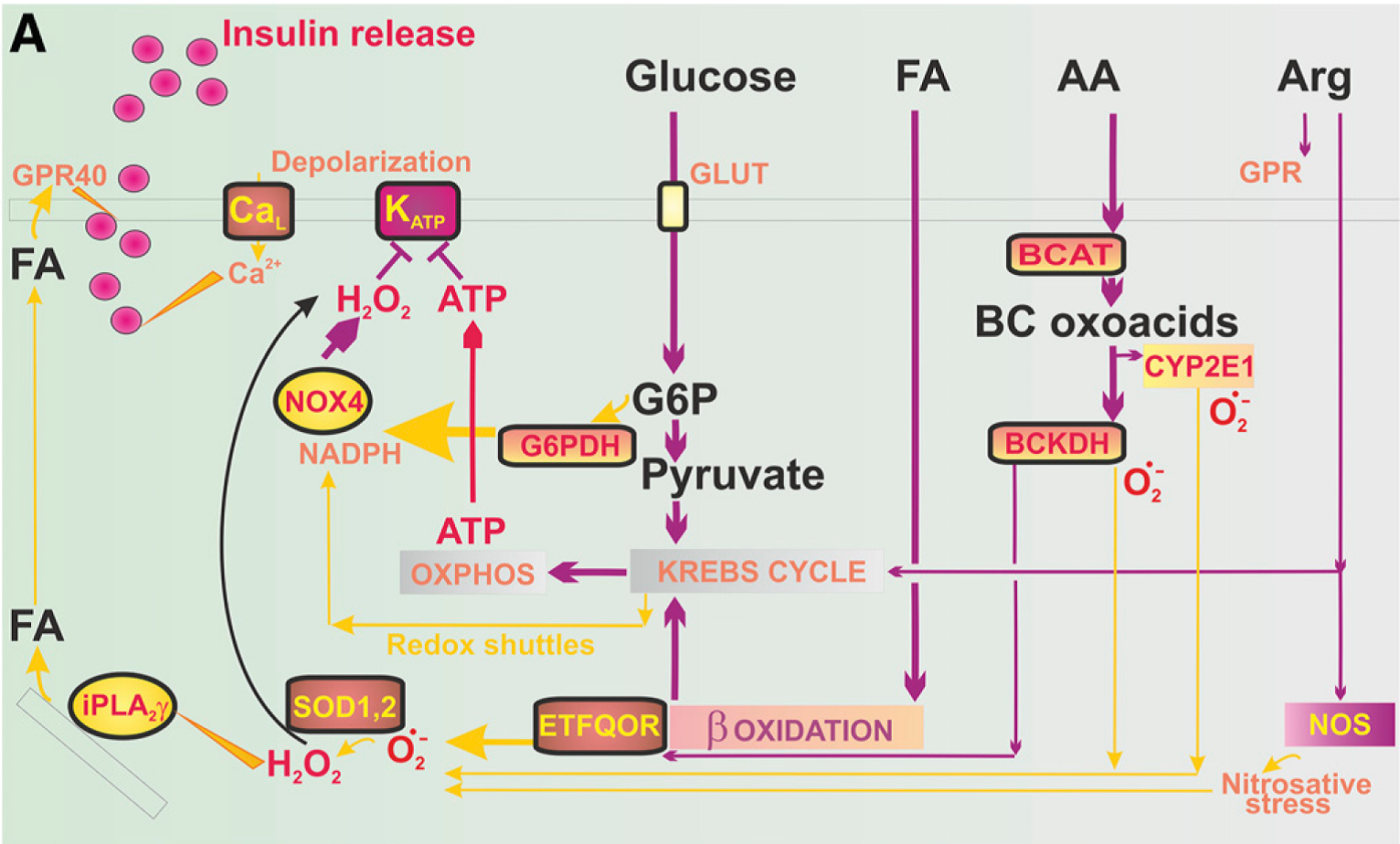 Novel mechanism of insulin secretion highlights the importance of redox ...