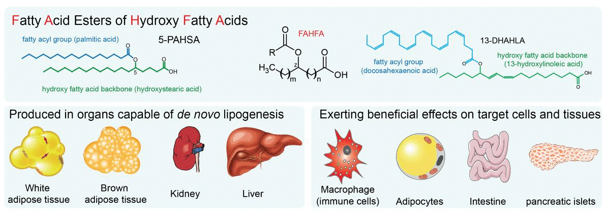 Branched fatty acid esters of hydroxy fatty acids (FAHFA) - FGU