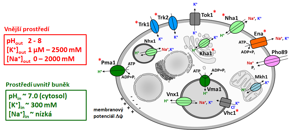 Cell cation and pH homeostasis - FGU