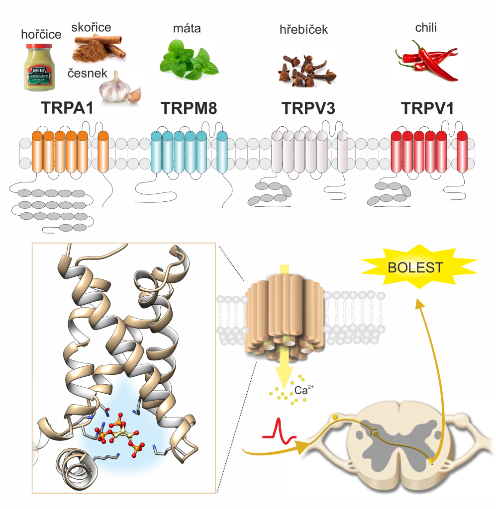 Sensor domain of the TRPA1 receptor - FGU