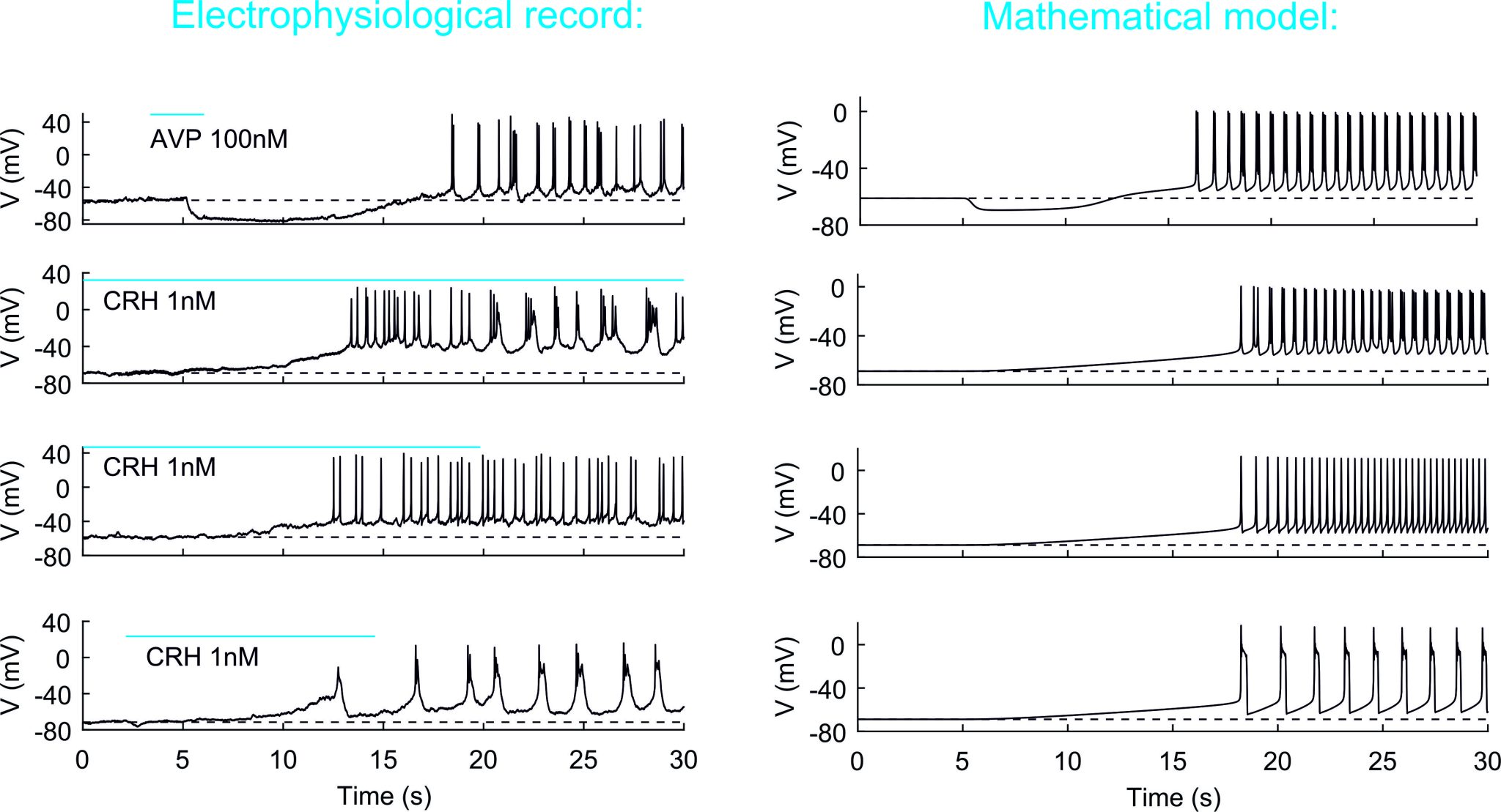 Ion channels and electrical excitability of pituitary cells - FGU